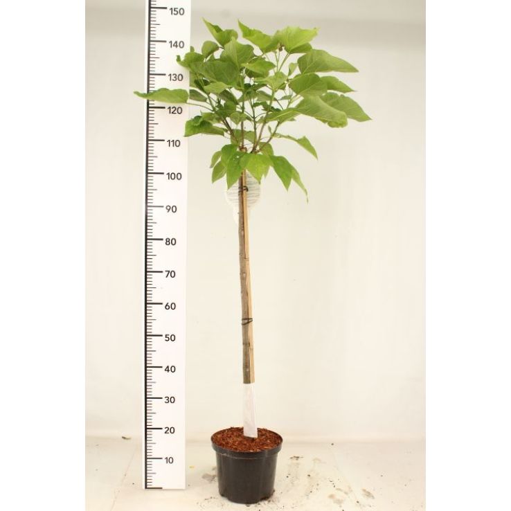 Dwarf Indian Bean Tree Uk