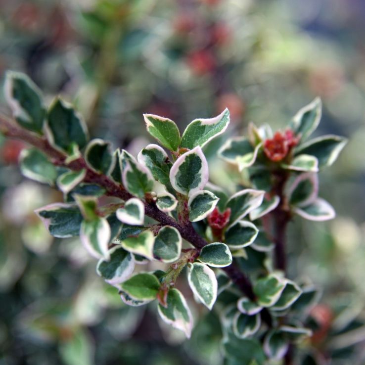 cotoneaster horizontalis variegata