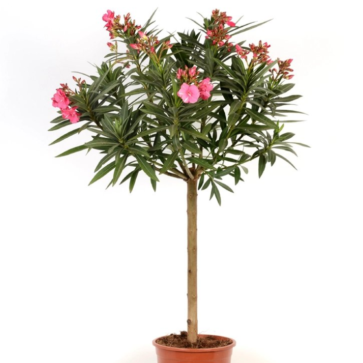 oleander trees uk