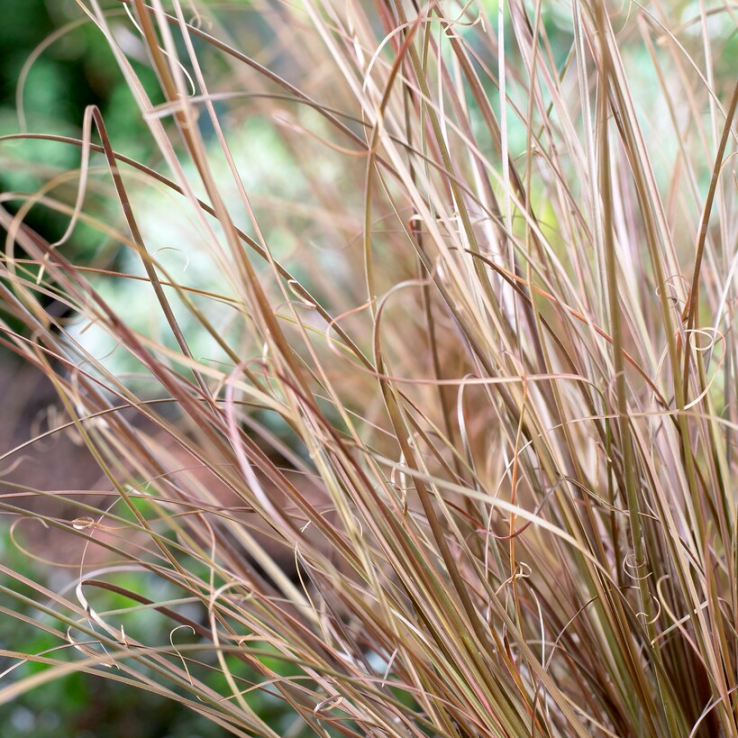 carex red rooster pruning