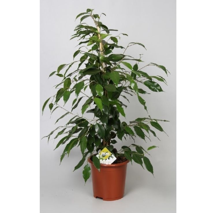 ficus benjamina uk