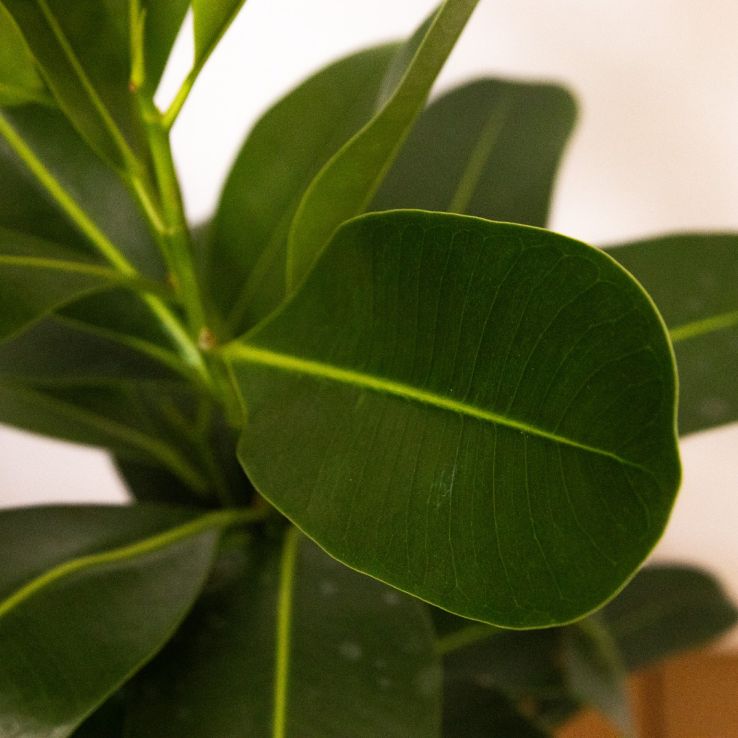 ficus microcarpa uk
