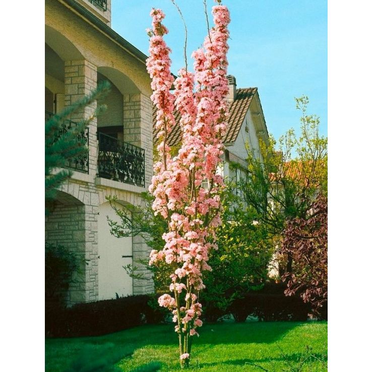 flowering cherry tree size