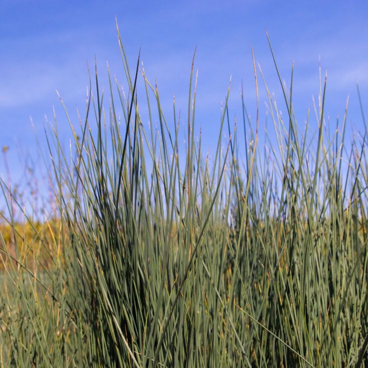 juncus twisted arrows uk