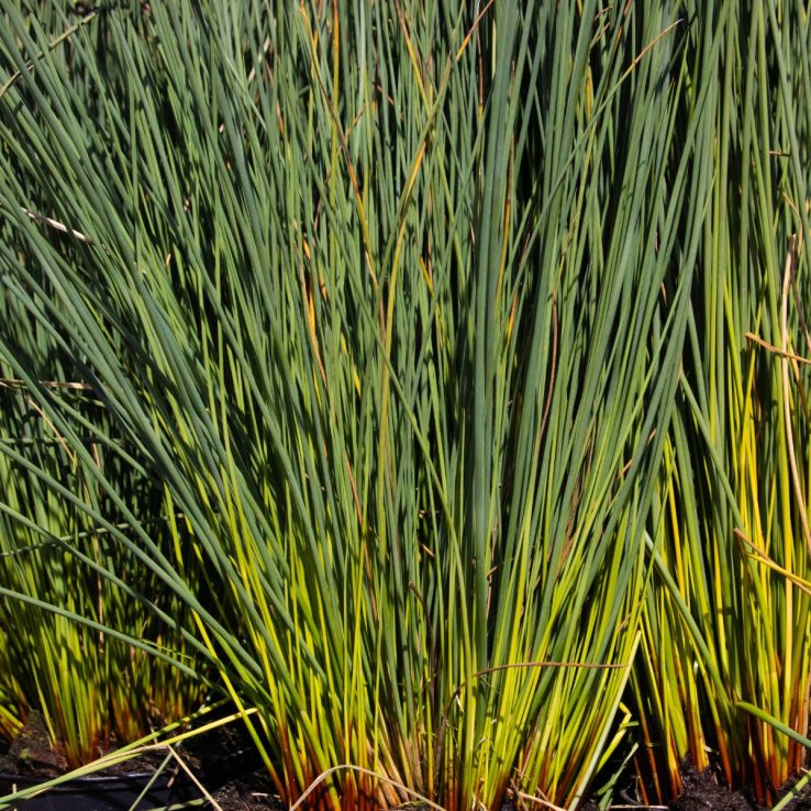 juncus twisted arrows uk