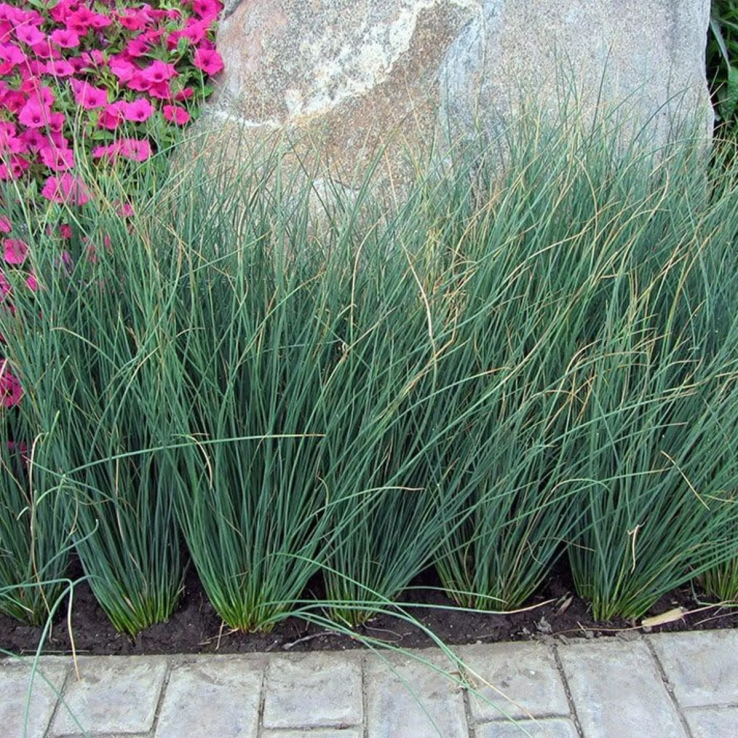 juncus twisted arrows uk
