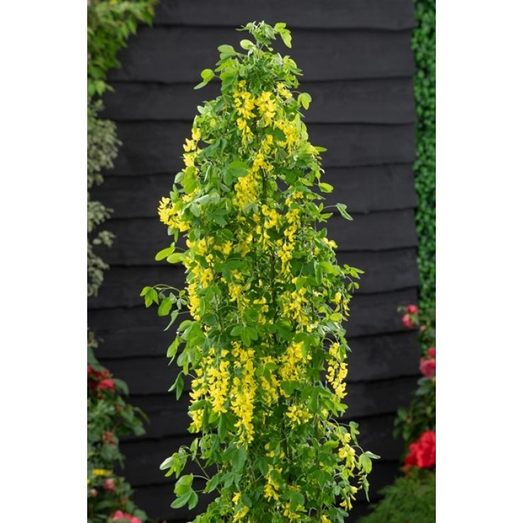 dwarf laburnum