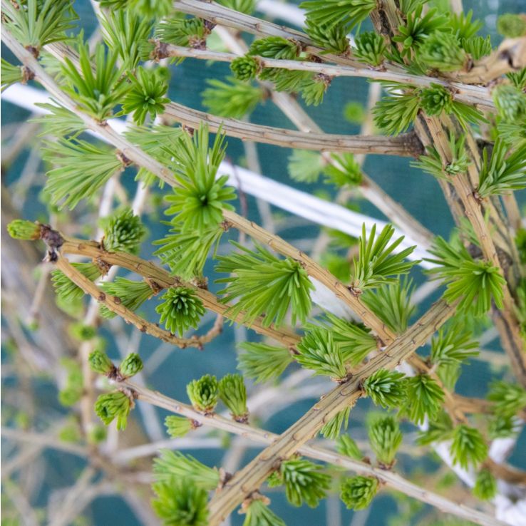 larch tree uk