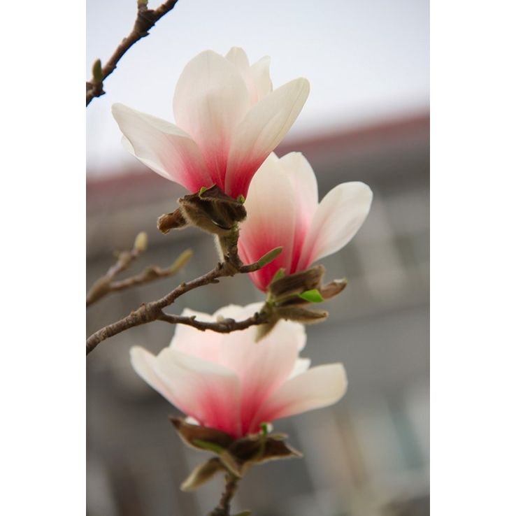 Pink Magnolia Leaves