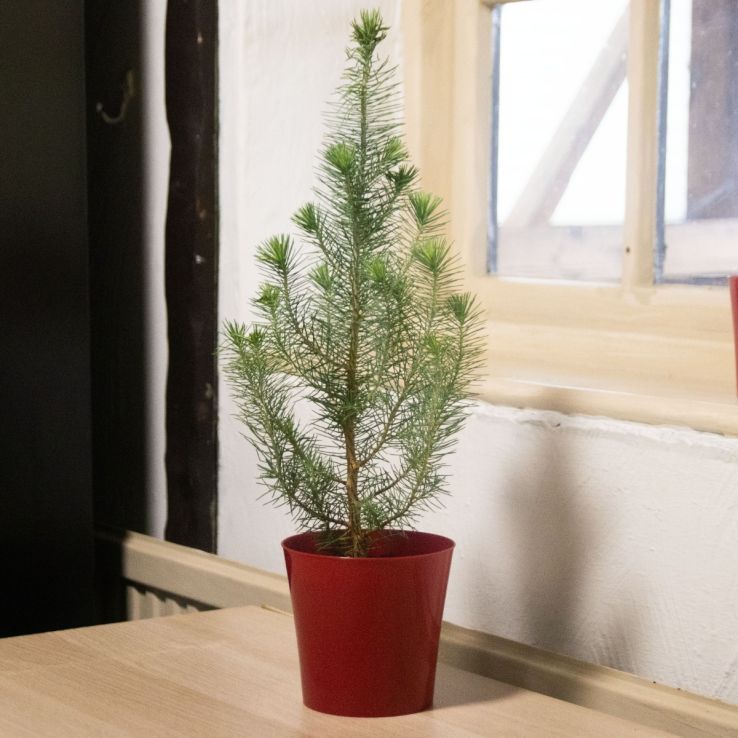 silver crest pine tree