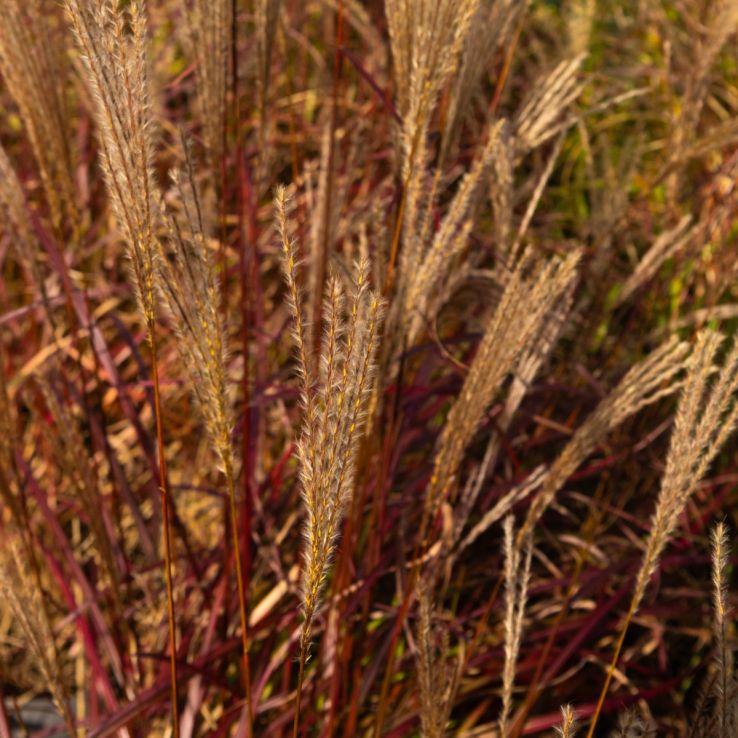 Miscanthus sinensis 'Ruby Cute'