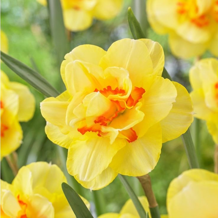 Narcissus Tahiti - Double Ruffled Daffodils - Pack of EIGHT