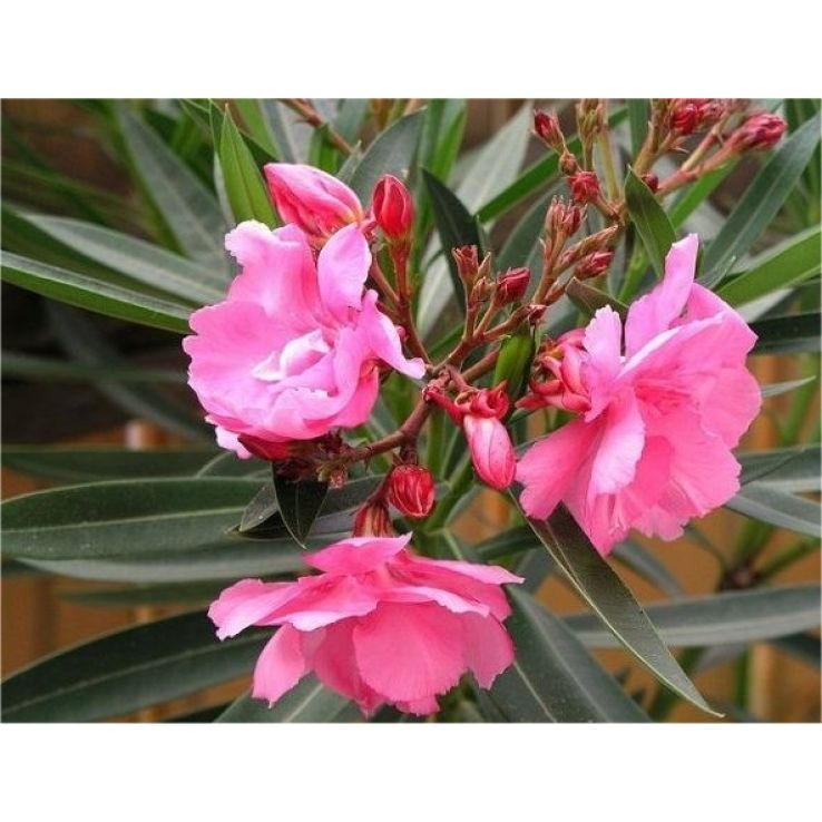 oleander trees uk