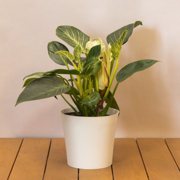 philodendron dobbies