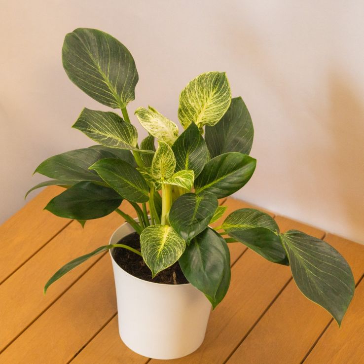 philodendron white wave