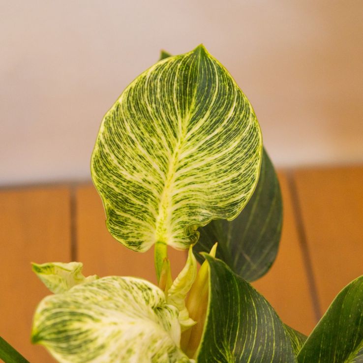 philodendron uk