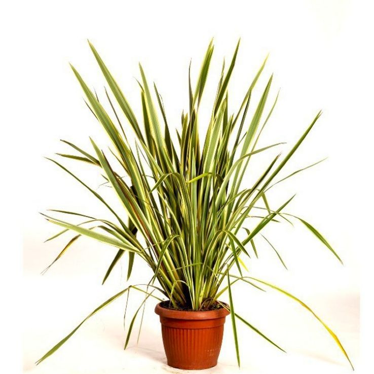 large phormium varieties