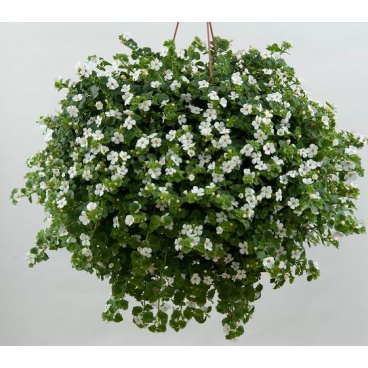 bacopa uk