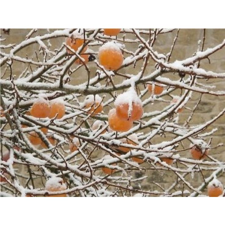 persimmon tree uk