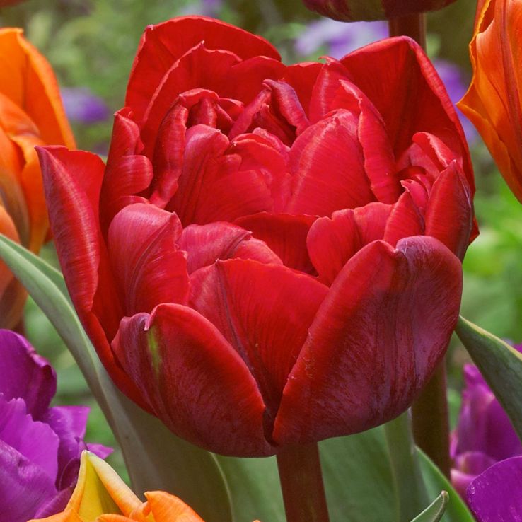 Tulip Double Red Princess - pack of 6