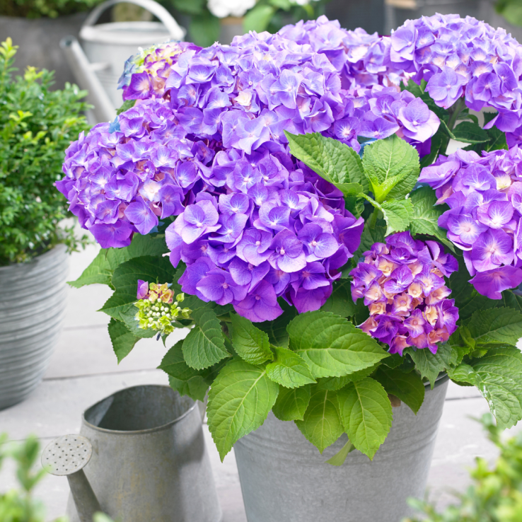 small hydrangeas uk