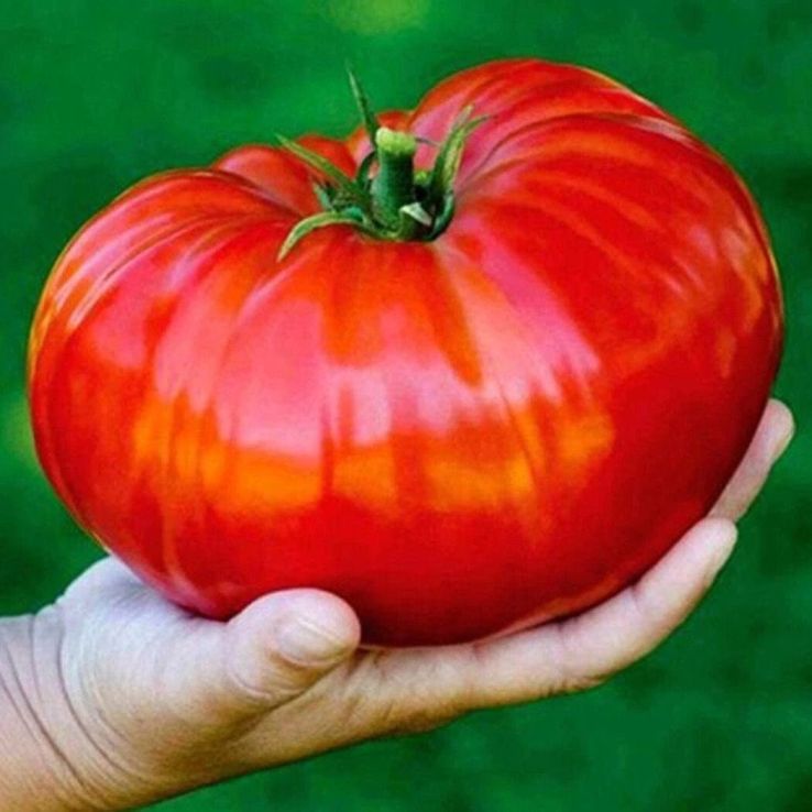 Tomato Plant 'Supersteak'