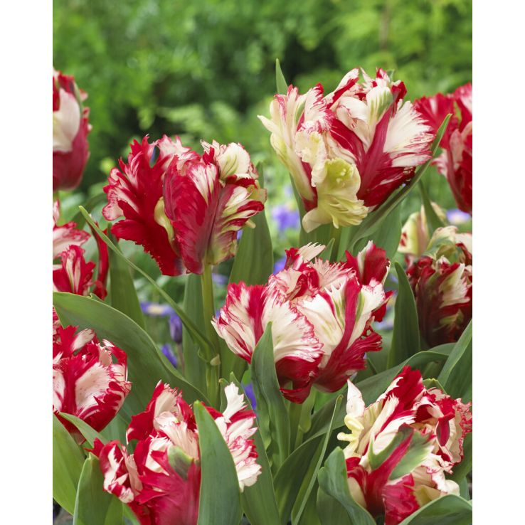 Tulip Estella Rijnveld - Pack of 6