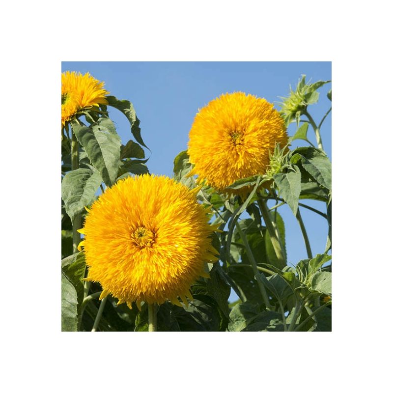 Sunflower Plant - Helianthus Double Sun King