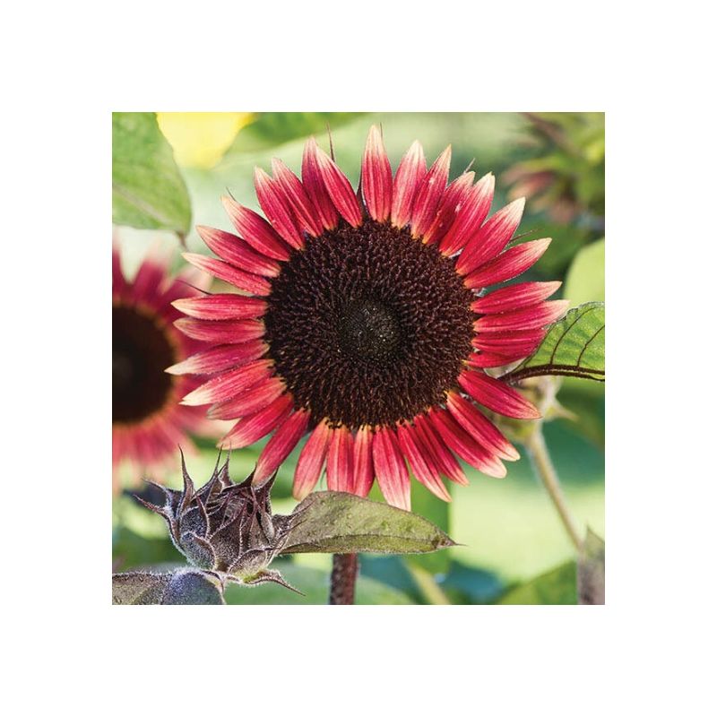 Sunflower Plant - Helianthus Ms Mars