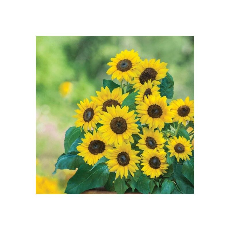 sunflower dwarf sunray