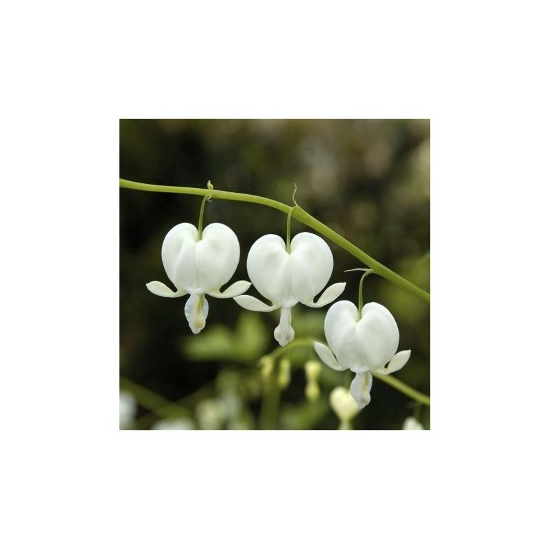 Dicentra Spectabilis Alba - White Bleeding Hearts