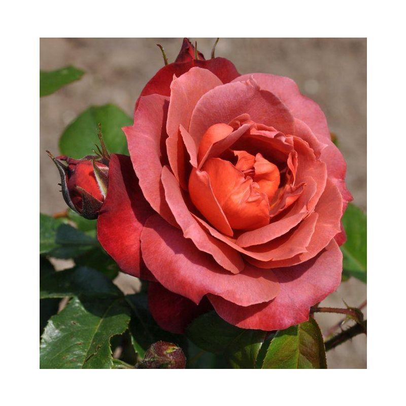 Rose 'Hot Chocolate' - Hot Cocoa Floribunda Shrub Rose