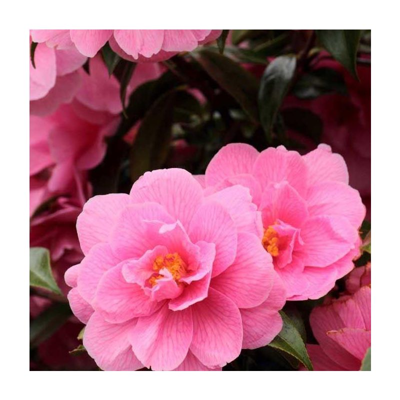 Pink Camellia Plant bursting in to Bloom