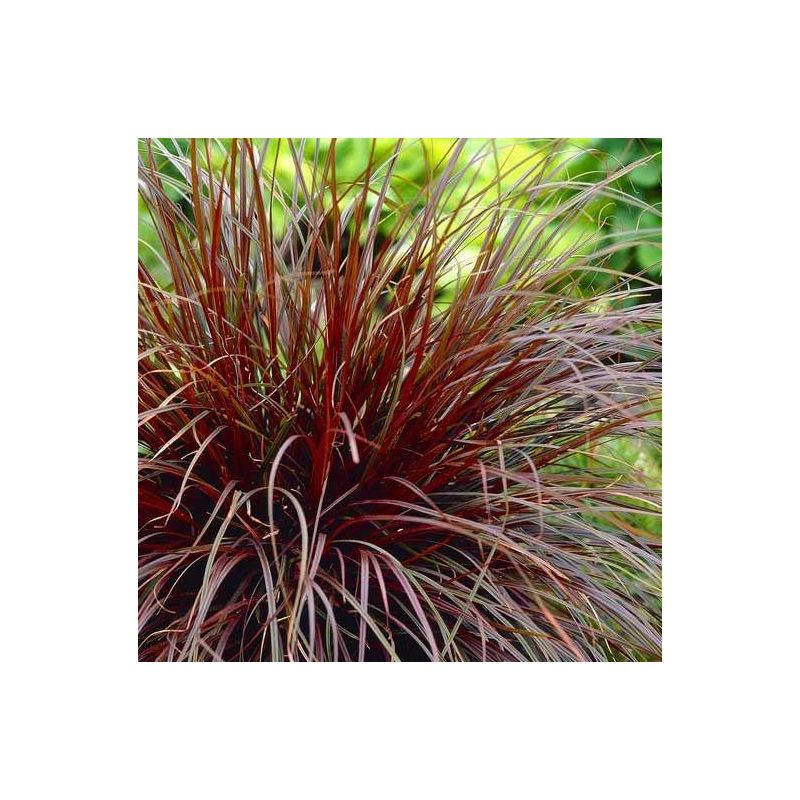 Uncinia rubra - Red Hook Sedge