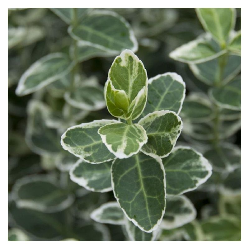 Euonymus Emerald Gaiety Buy Euonymus Fortunei Emerald Gaiety