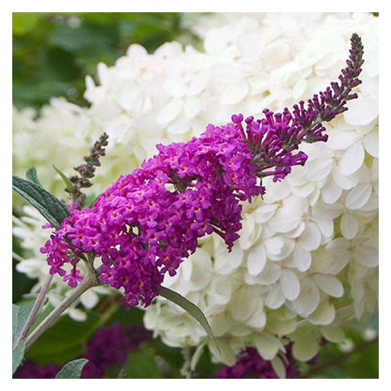 Buddleia Miss Ruby - Buddleja Butterfly Bush - LARGE