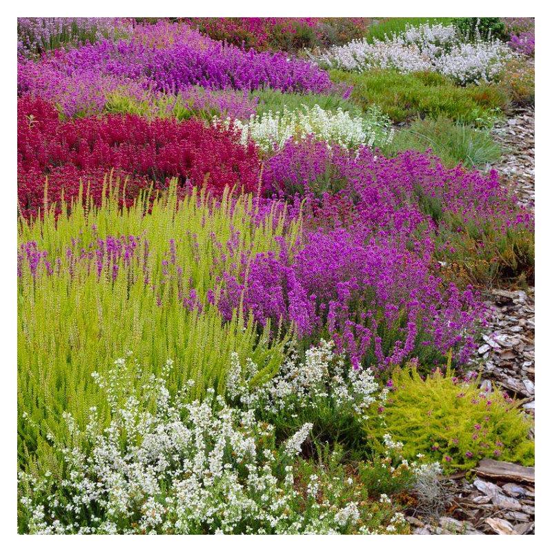 Evergreen Heather Plant Collection - Pack of SIX Winter Hardy Plants in Bud