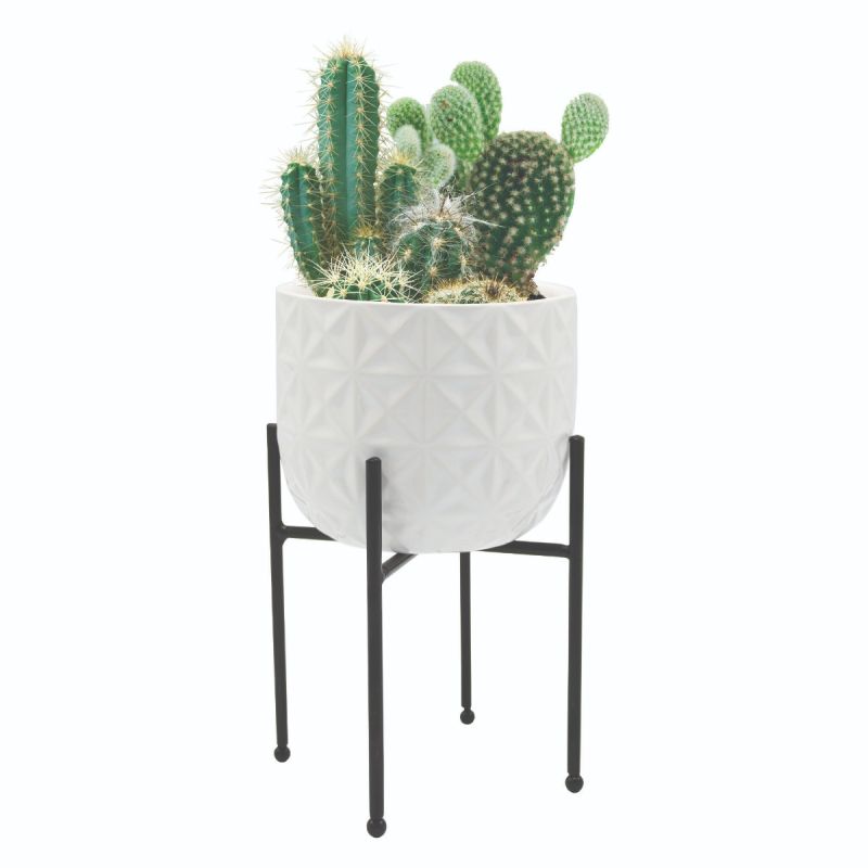 Cactus Gift Set Ceramic Grow Pot on Stand