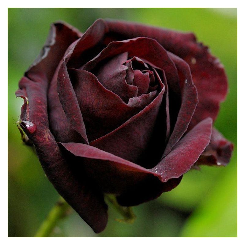 Rose Louis XIV - Shrub Rose