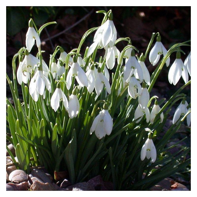 Snowdrops - Galanthus nivalis var. elwesii 'Snowdrop' - Pack of 30 Bulbs
