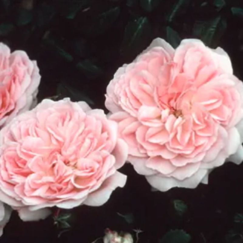 Rose 'Chloe' - Floribunda Rose