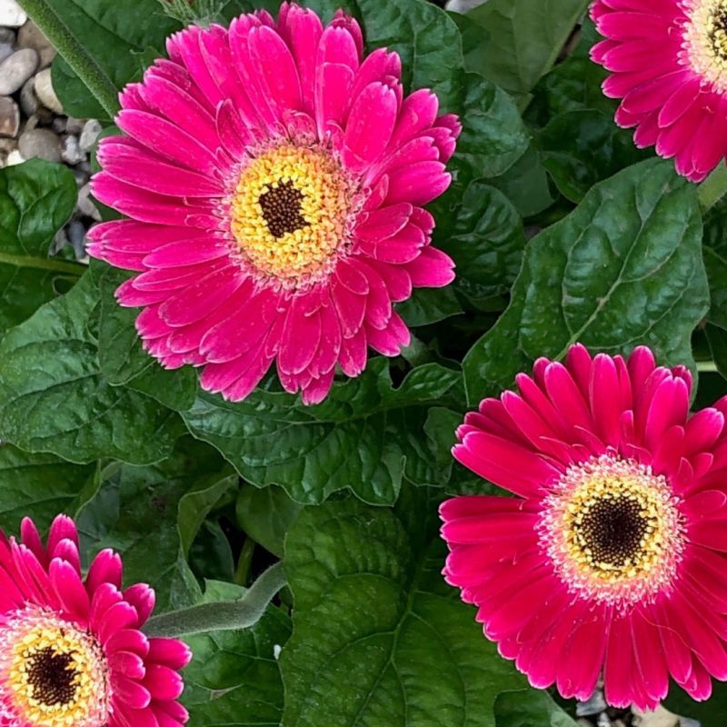 Pink Gerbera Garvinea Sweet Spice - Beautiful Hardy Gerbera with Giant ...