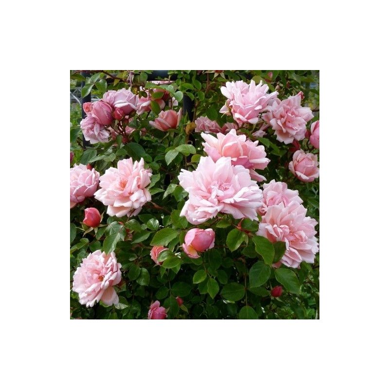 Large 6-7ft Specimen Climbing Rose - Rose Albertine - Rambling Rose