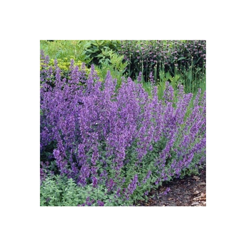 Nepeta Six Hills Giant - Catmint