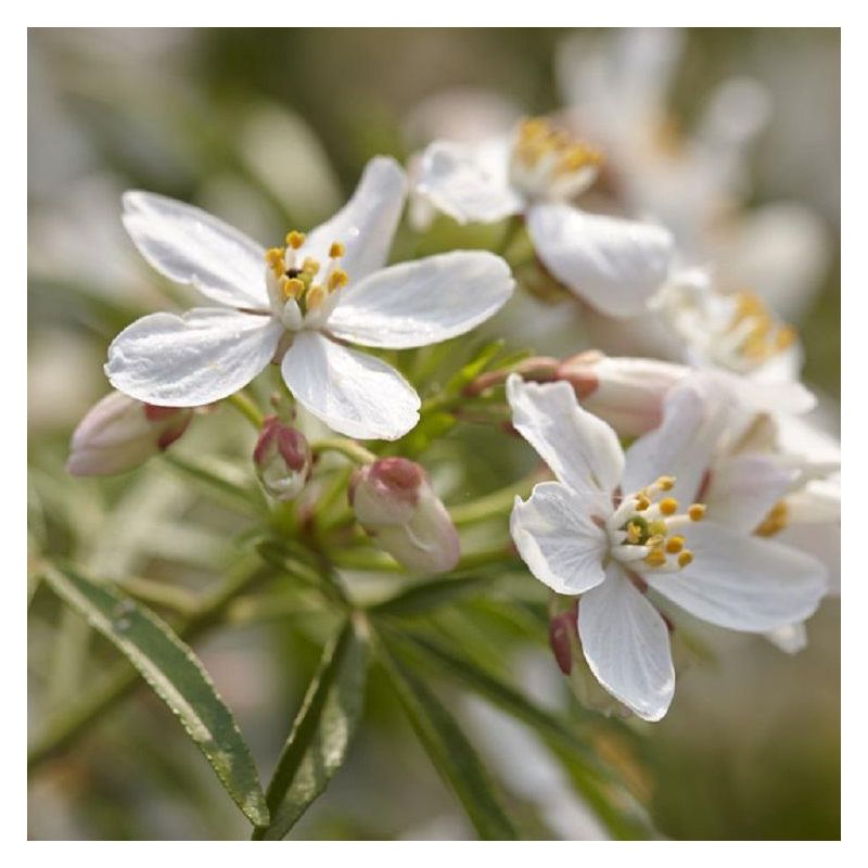 Choisya ternata Aztec Pearl - Mexican Orange Blossom - LARGE