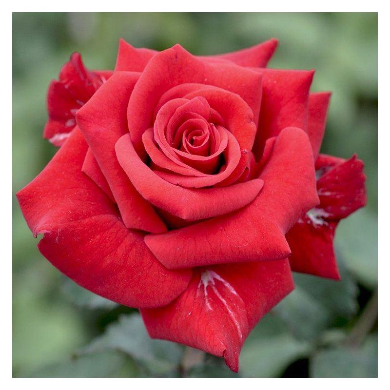 Rose 'Ruby Wedding' - Hybrid Tea Rose