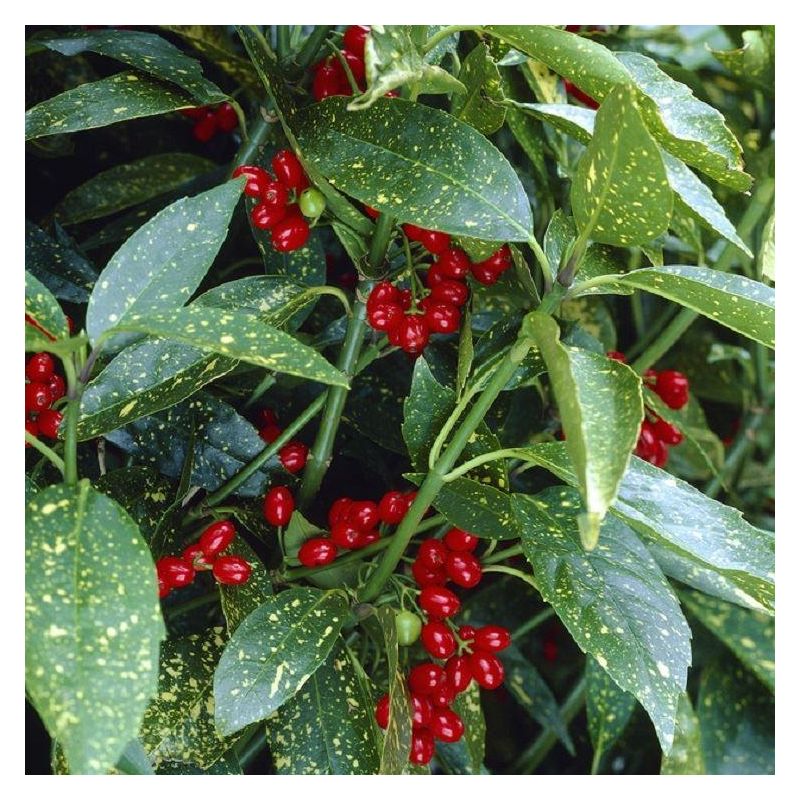 Evergreen Japanese Spotted Laurel - Aucuba japonica Variegata