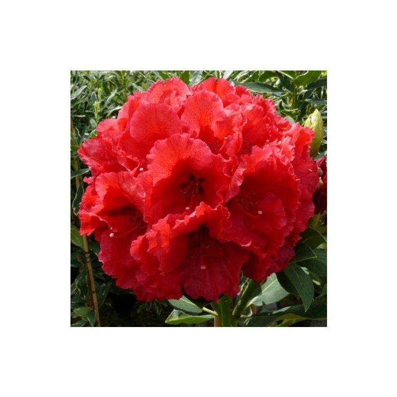 Red Jack Rhododendron Tree - 80cms