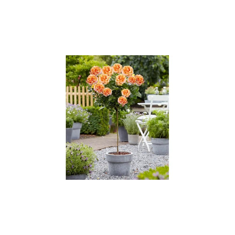 Pair of LARGE Standard Rose Trees - Pacific