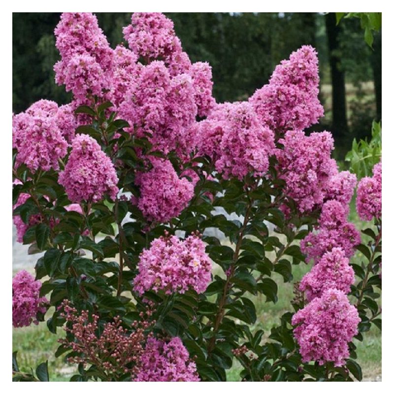 Lagerstroemia indica - Crape Myrtle - Standard Tree circa 170cms